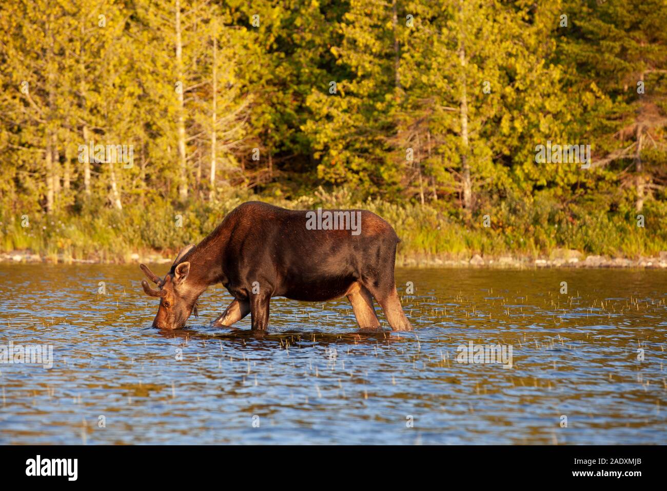 Moose maine hi-res stock photography and images - Alamy