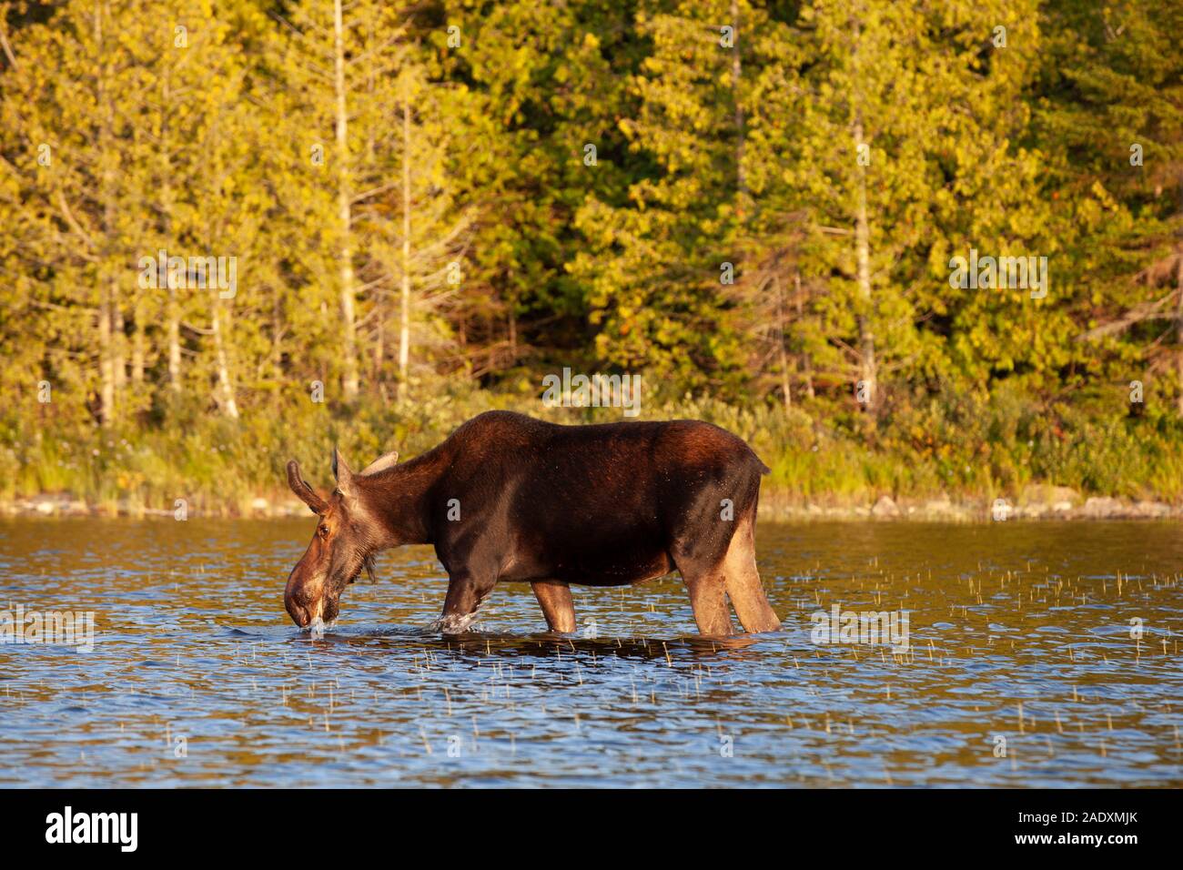 A bull moose standing in a lake feeding in the Maine woods. He is a ...