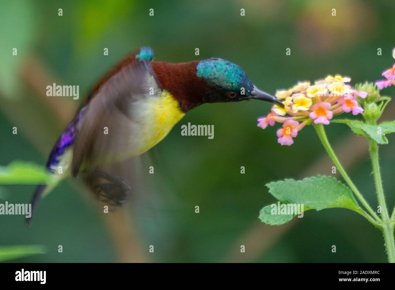 Purple Rumped Sunbird at Bhadravathi, Karnataka India Stock Photo - Alamy