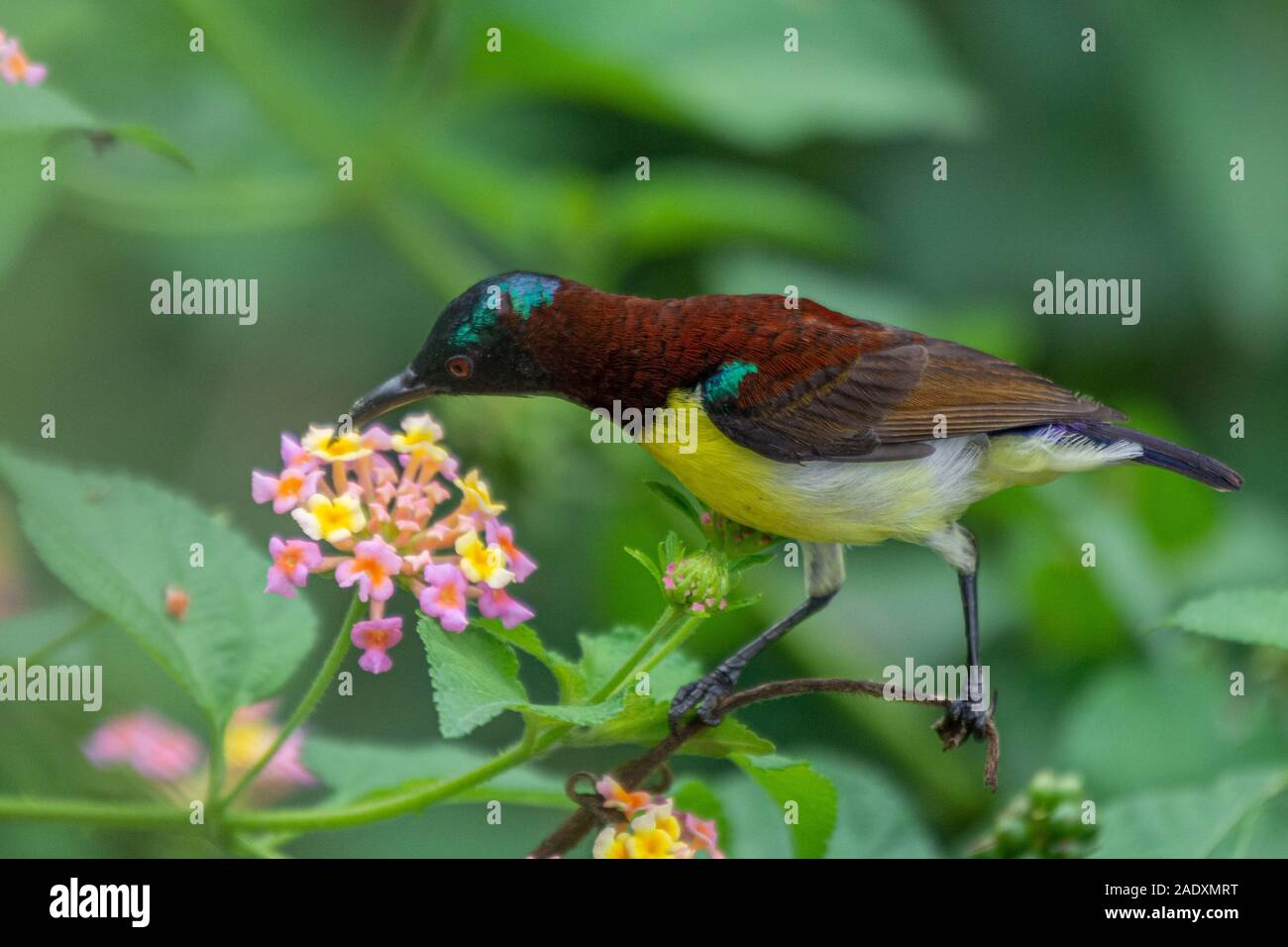 Purple Rumped Sunbird at Bhadravathi, Karnataka India Stock Photo - Alamy