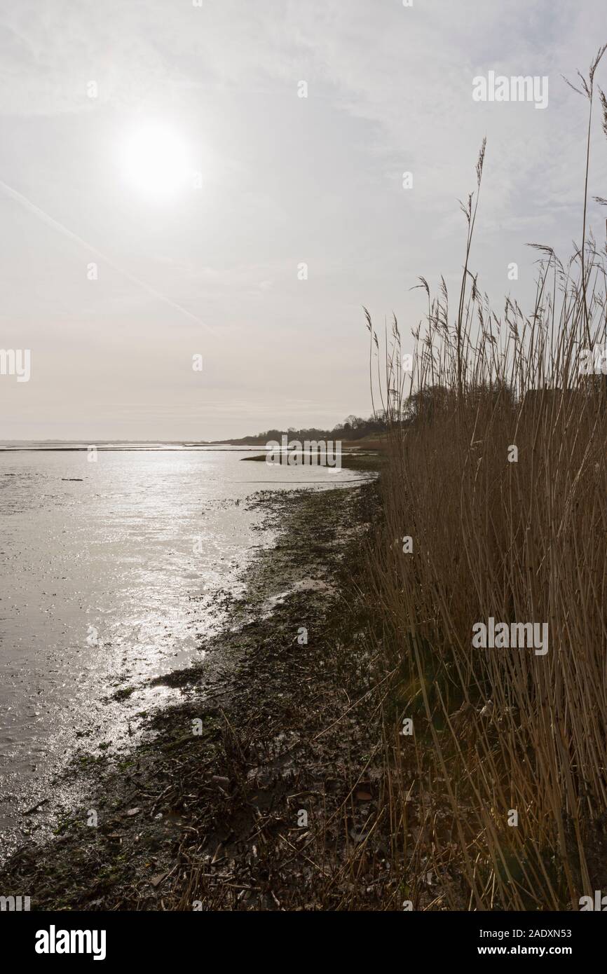 Sylt, Keitum, Wattenmeer, Ebbe, Schilf, Reetgras Stock Photo - Alamy