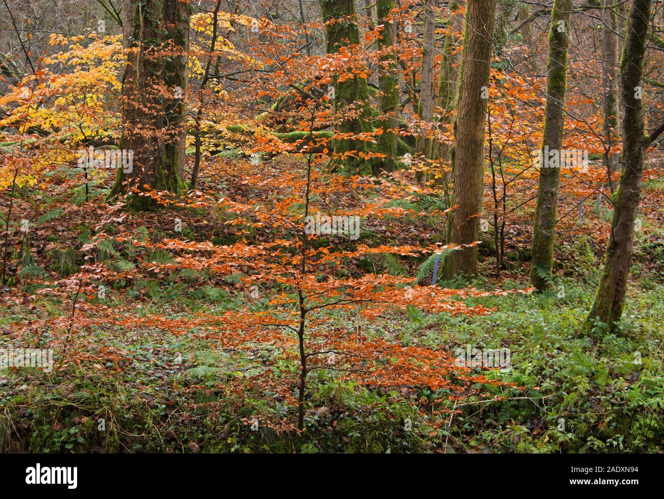Autumn in the woodland close to the River Brock, Lancashire, England ...