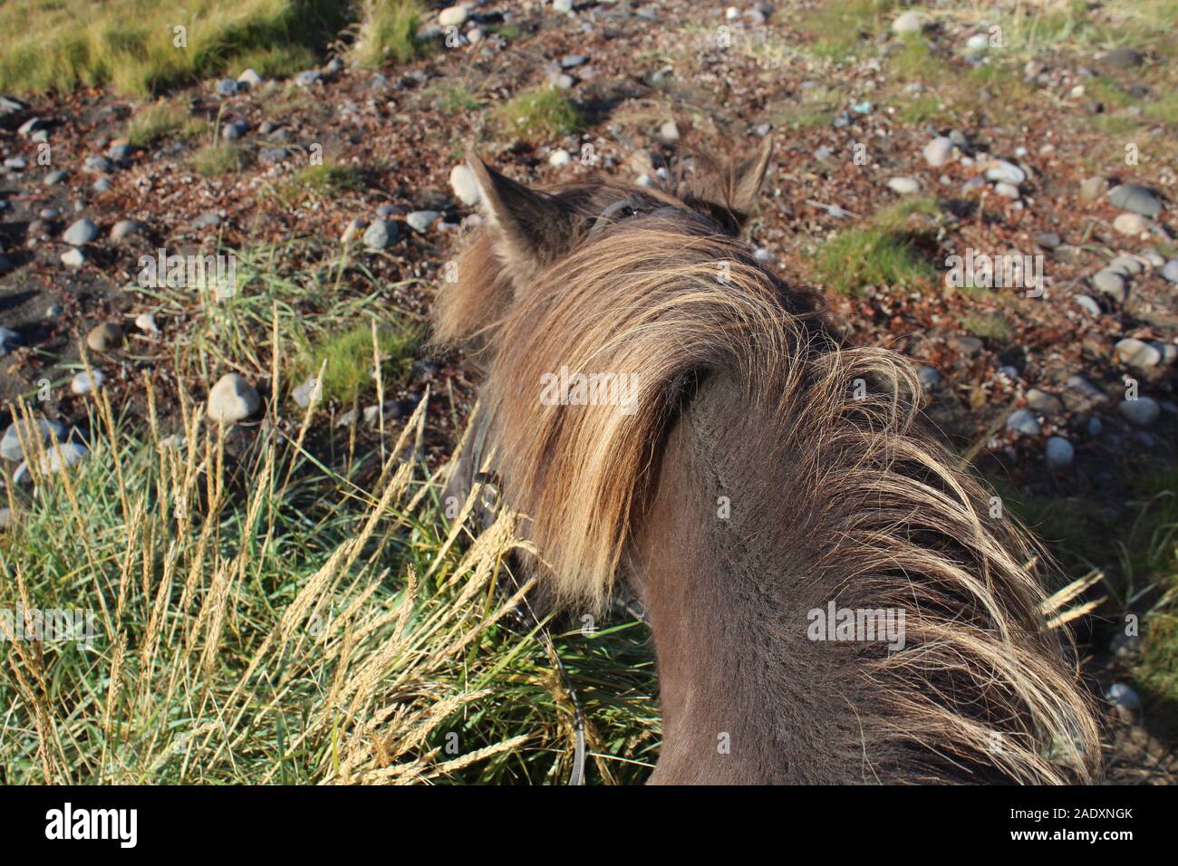 Horse closeup walking hi-res stock photography and images - Alamy