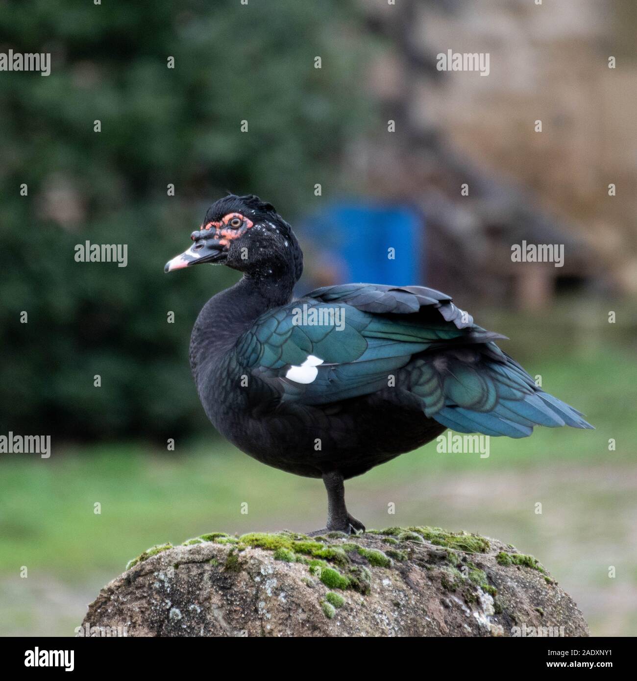 Life on a rock hi-res stock photography and images - Alamy