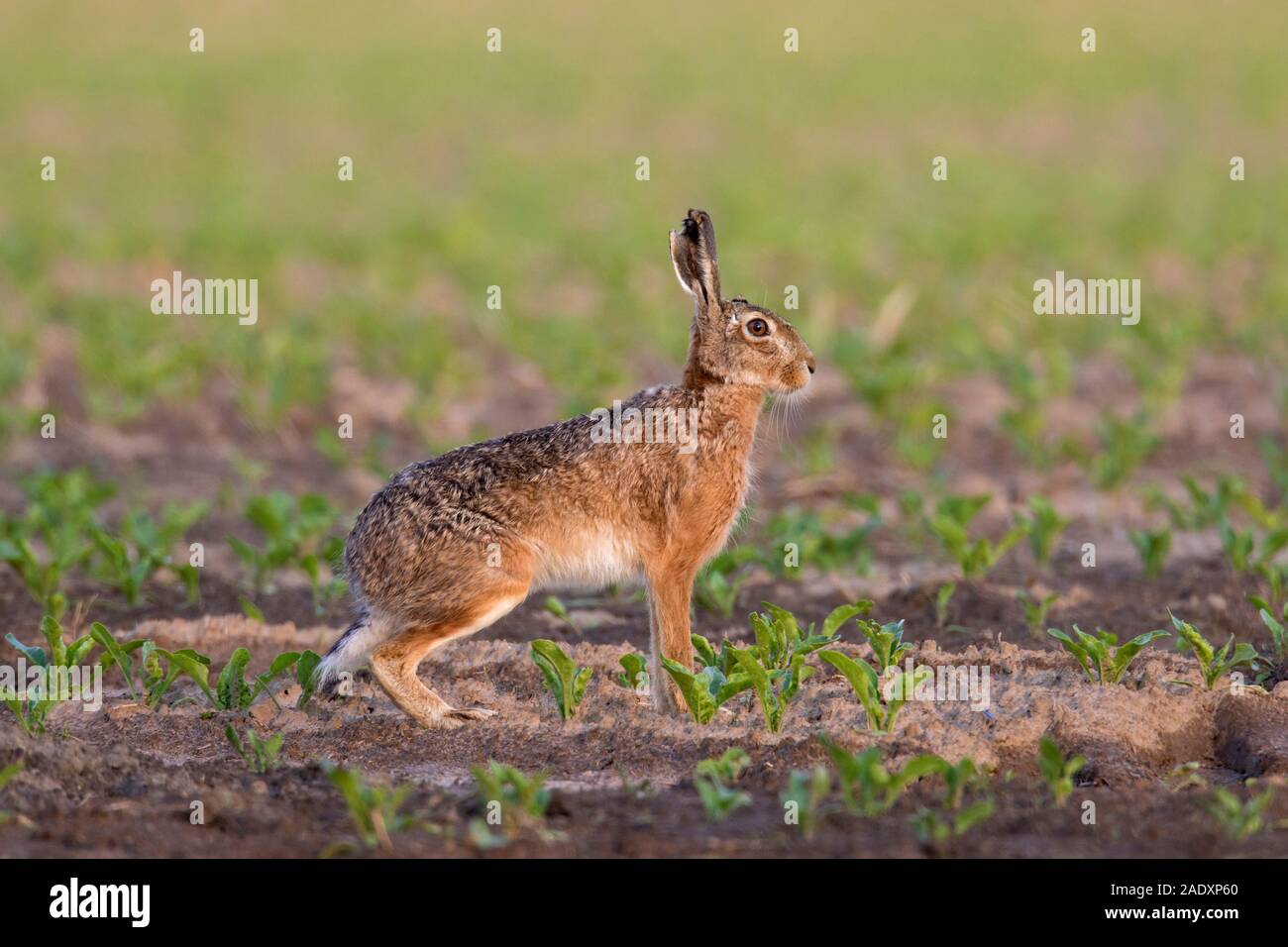 Farm vegetables animals hi-res stock photography and images - Alamy