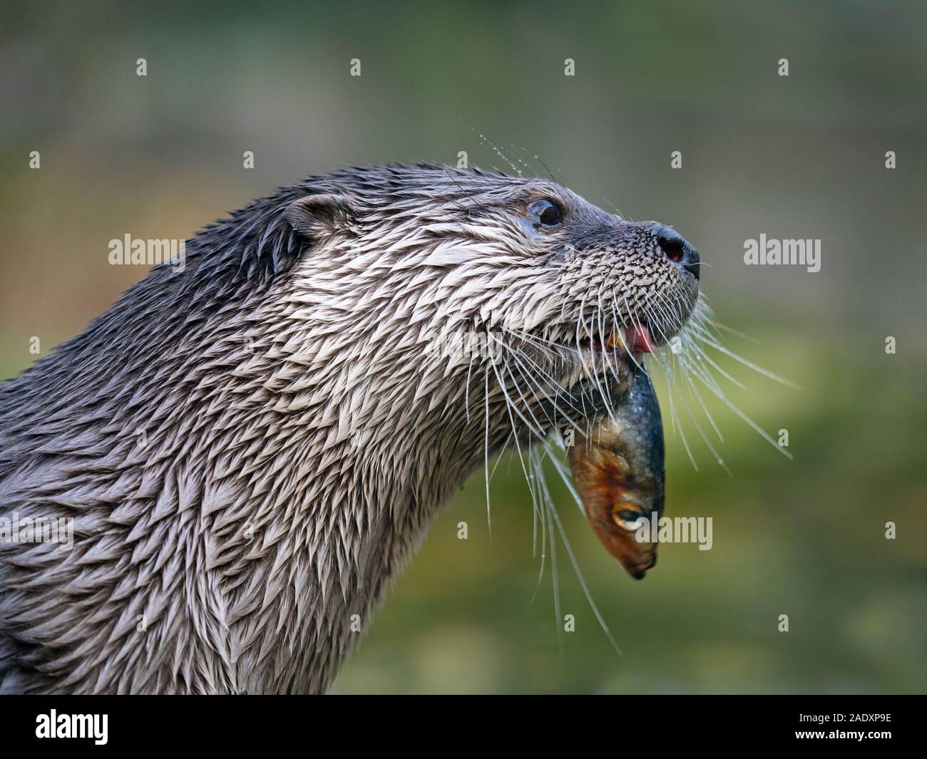 American river otter Lontra canadensis eating fish Stock Photo - Alamy