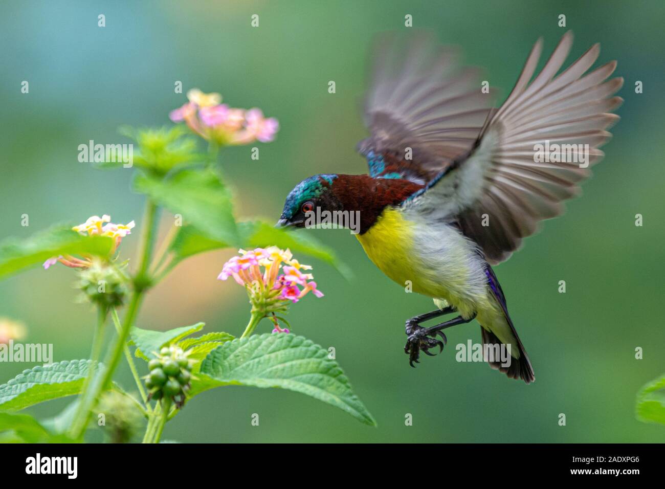 Purple Rumped Sunbird at Bhadravathi, Karnataka India Stock Photo - Alamy