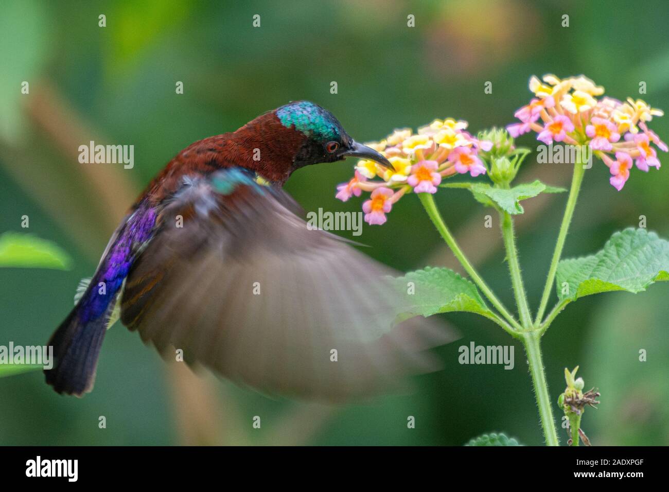 Purple Rumped Sunbird at Bhadravathi, Karnataka India Stock Photo - Alamy