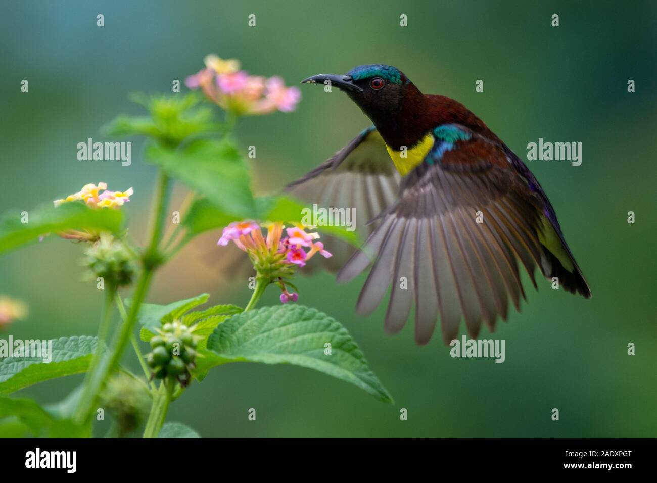 Purple Rumped Sunbird at Bhadravathi, Karnataka India Stock Photo - Alamy