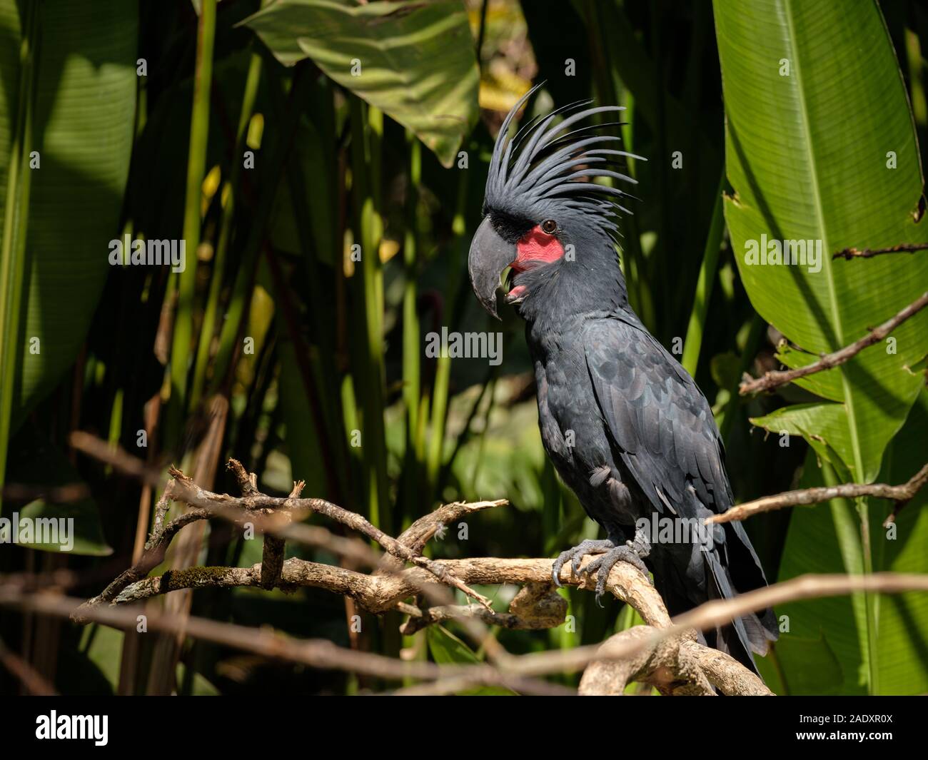 Red cheeks black hi-res stock photography and images - Alamy