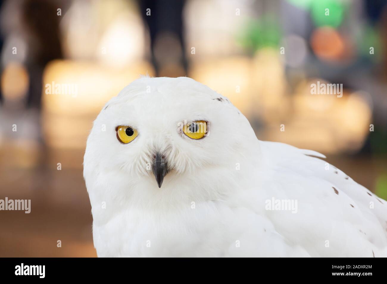 Snowy Owl - Bubo scandiacus, a large, white owl of the typical owl ...