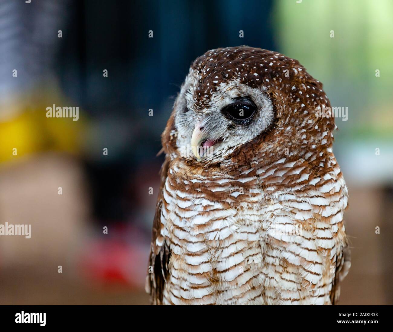 Scary owl hi-res stock photography and images - Alamy