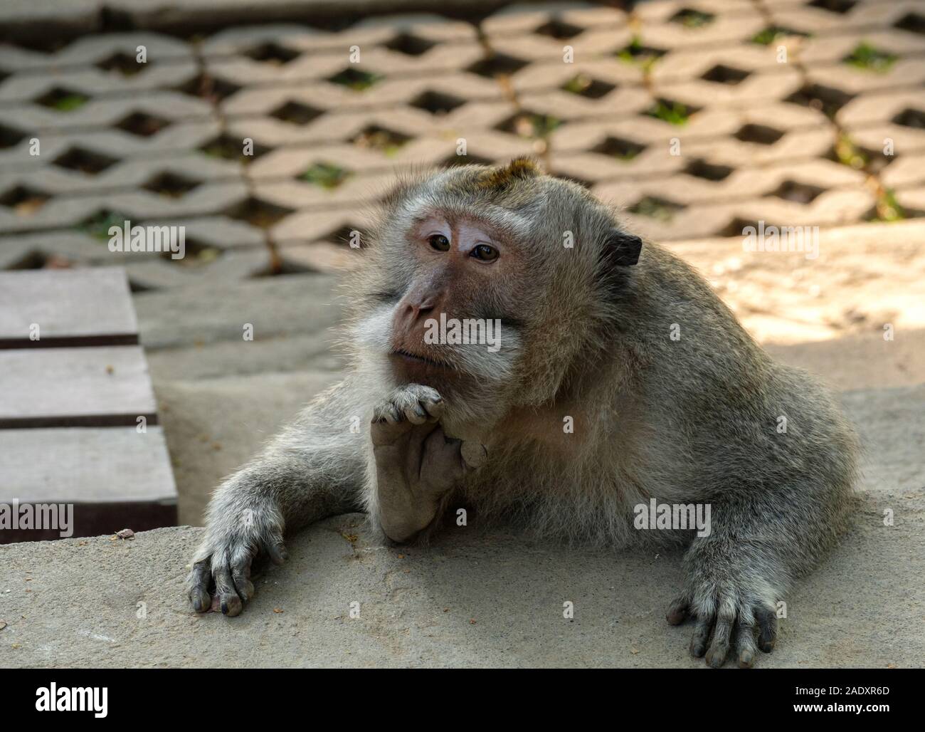 monkey thoughts about the meaning of life Stock Photo - Alamy