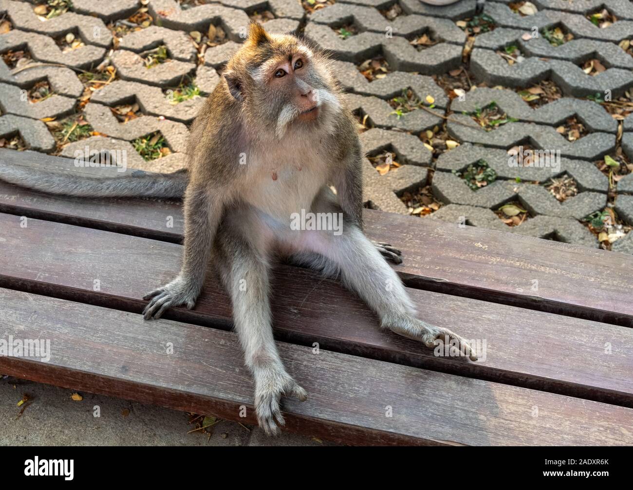 cute little monkey sitting on the bench Stock Photo - Alamy