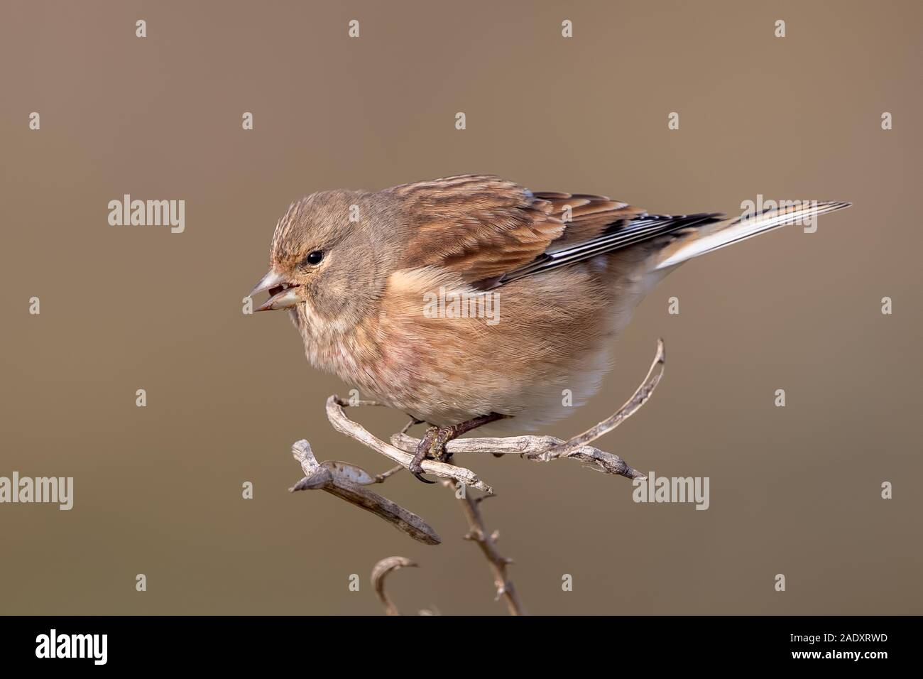 Wings linnet hi-res stock photography and images - Alamy