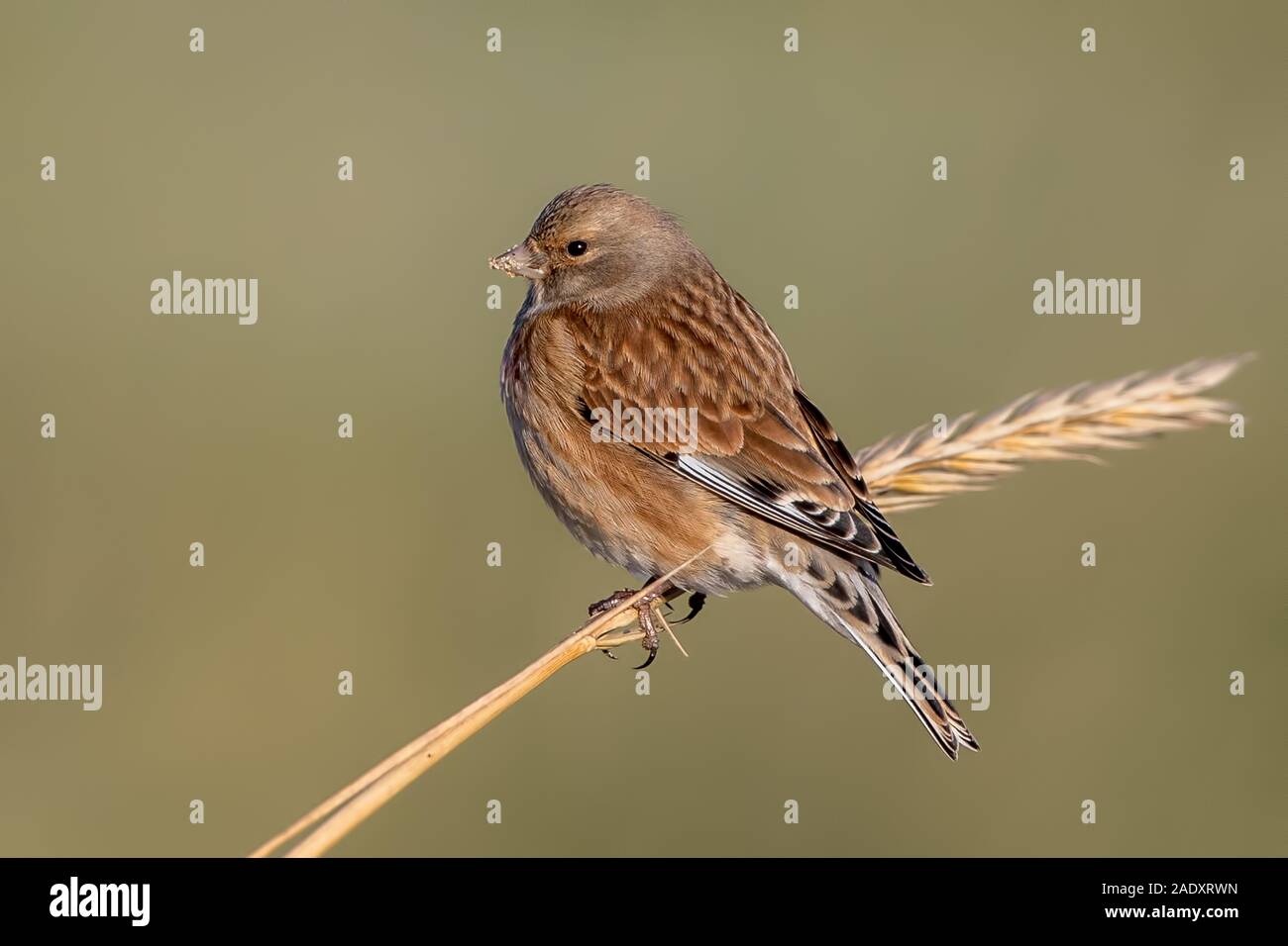 Wings linnet hi-res stock photography and images - Alamy