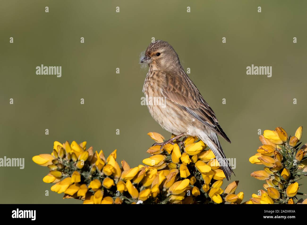 Wings linnet hi-res stock photography and images - Alamy