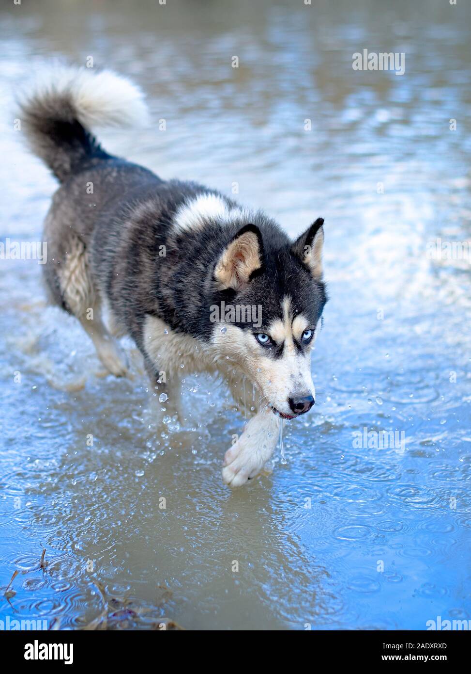 On the beautiful siberian river hi-res stock photography and images - Alamy