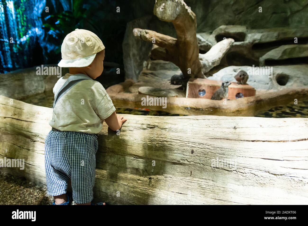 Boy observing animals hi-res stock photography and images - Alamy