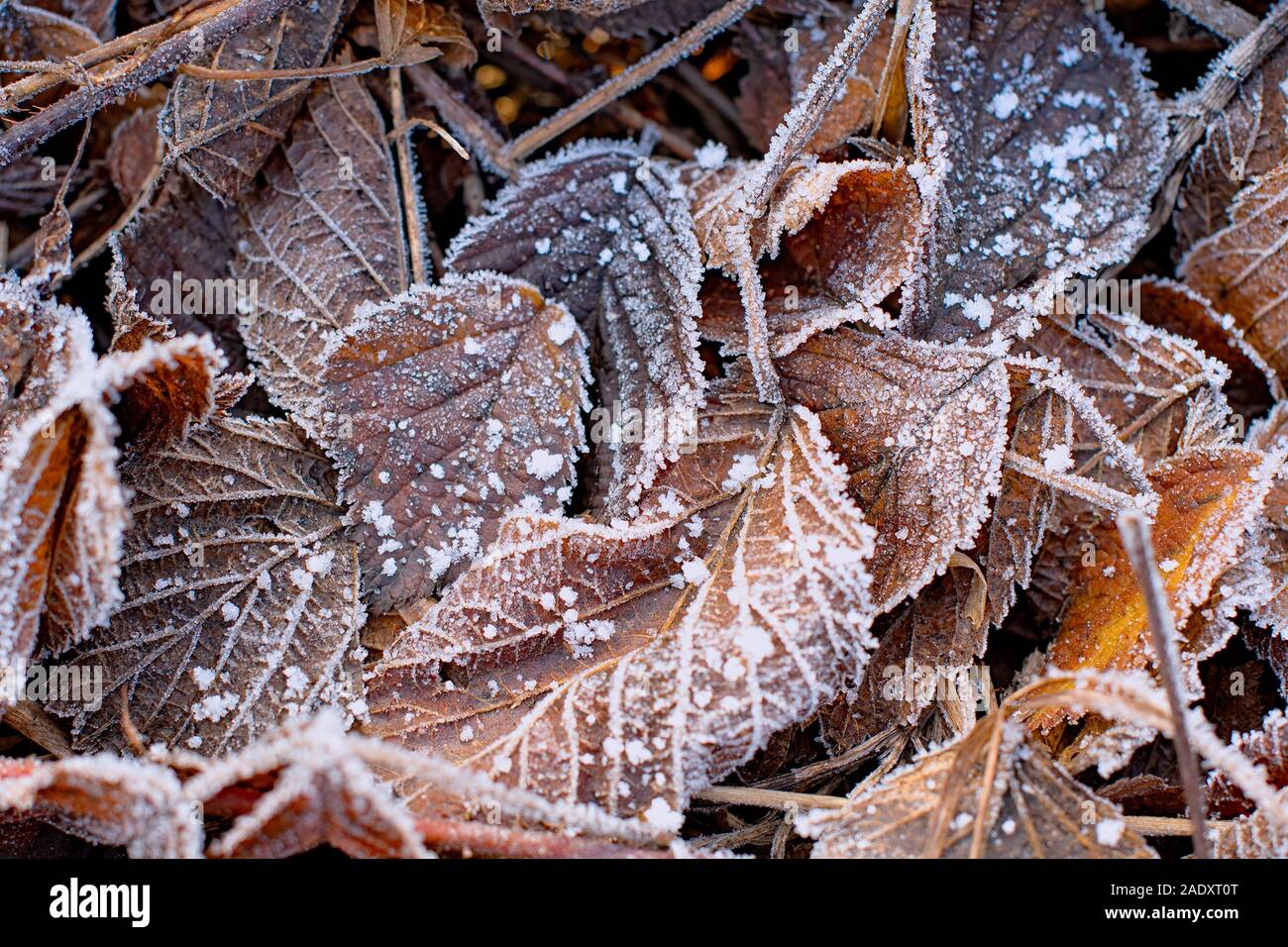 background of autumn leaves in the frost Stock Photo - Alamy