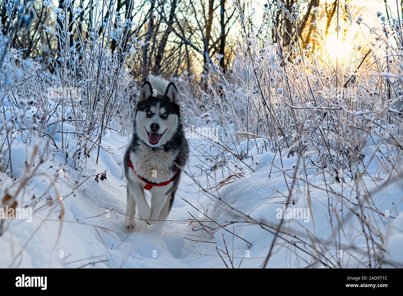 Dog breed Siberian Husky running on a snowy field Stock Photo - Alamy