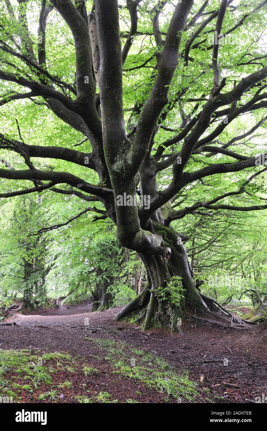 Mature beech tree hi-res stock photography and images - Alamy