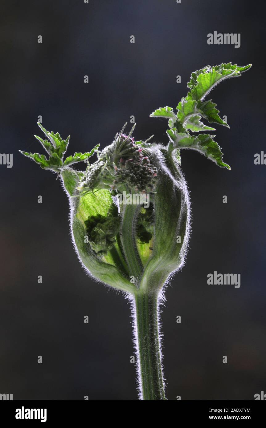 Breaking bud hi-res stock photography and images - Alamy