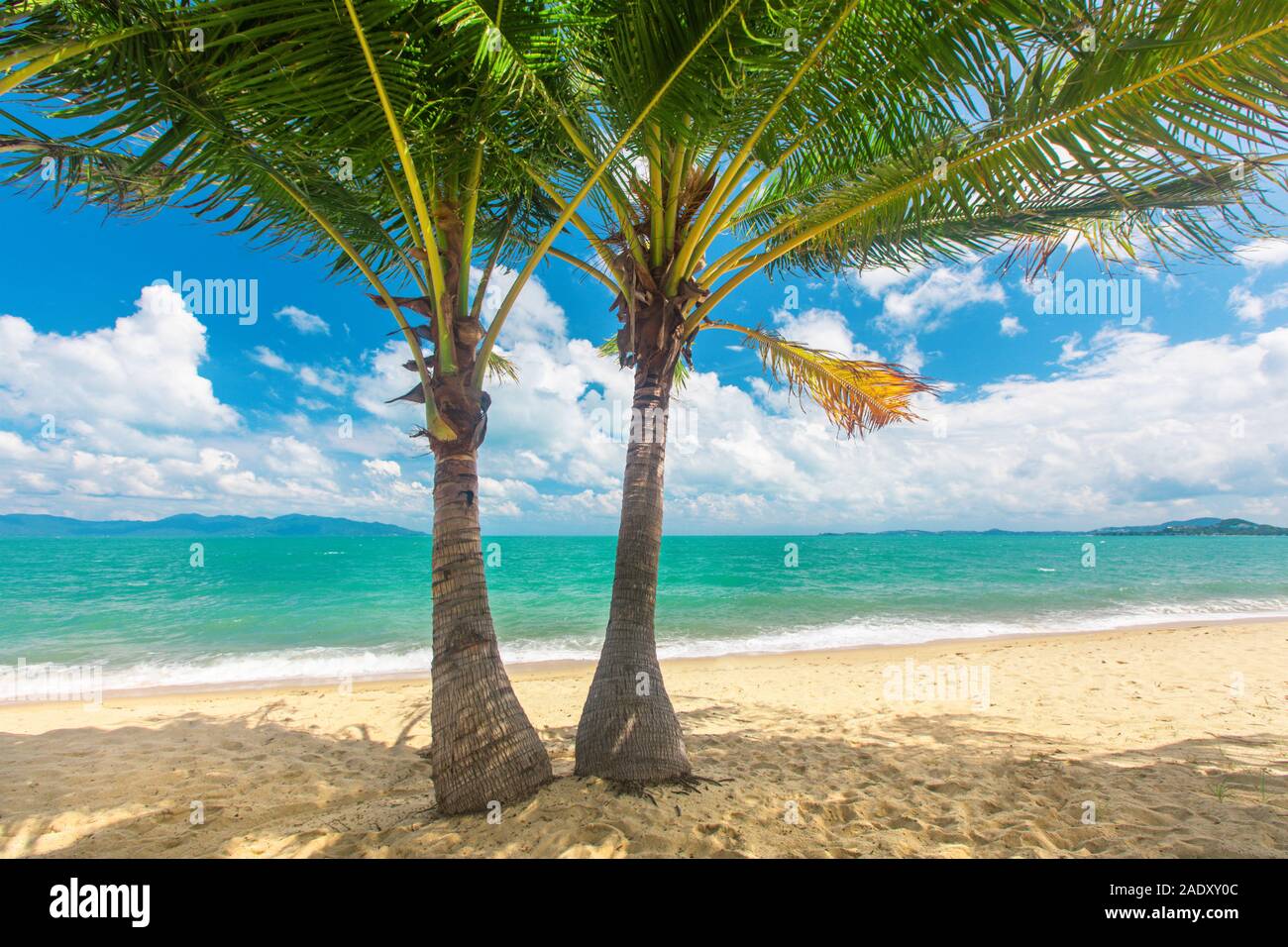 beach and coconut palm trees. Koh Samui, Thailand Stock Photo - Alamy