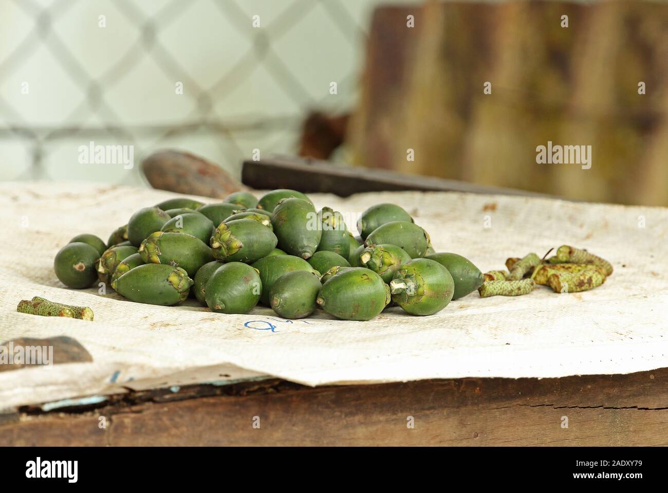 Papua new guinea betel nut hi-res stock photography and images - Alamy