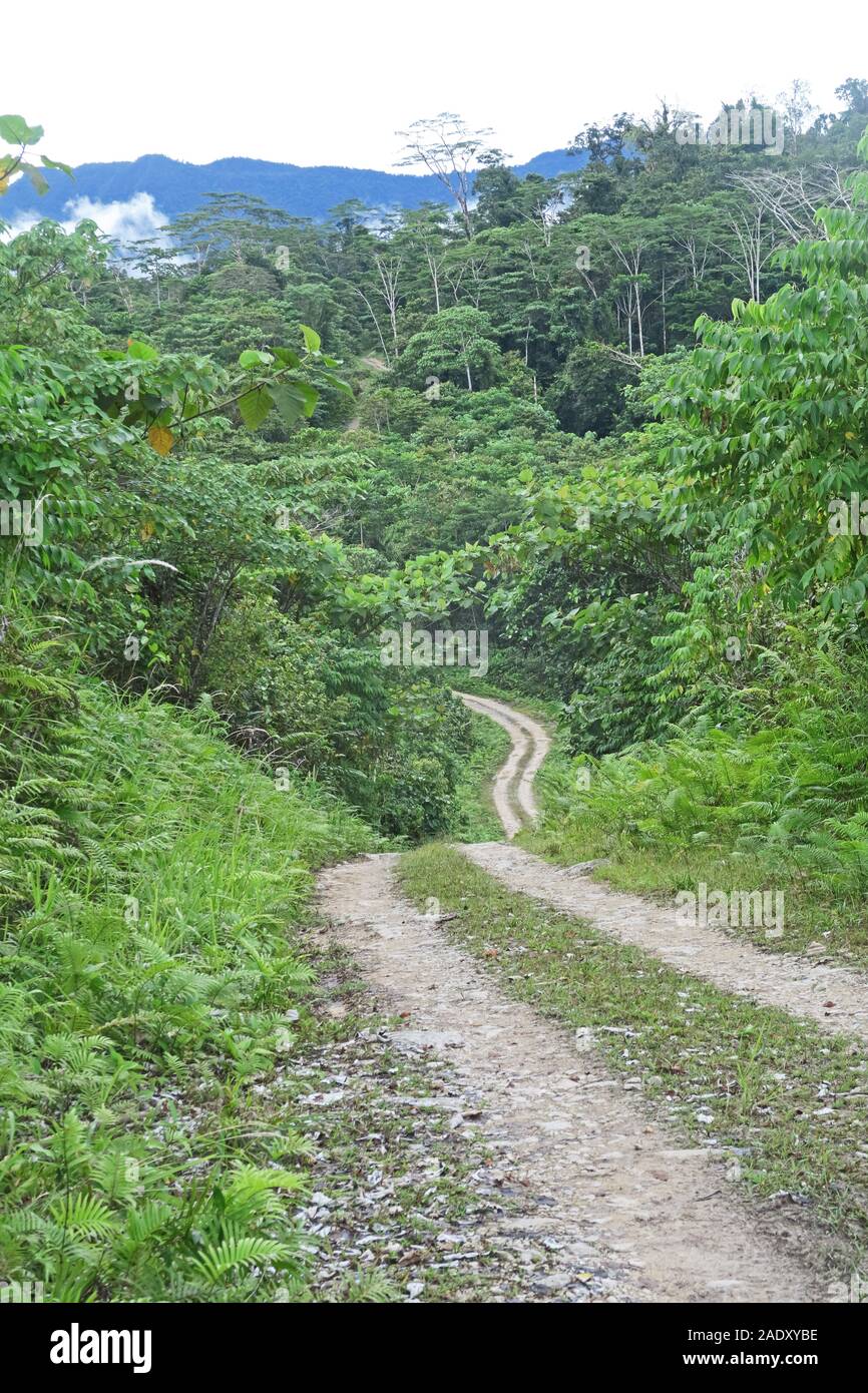 dirt road through rainforest Tabubil, Papua New Guinea July Stock Photo ...