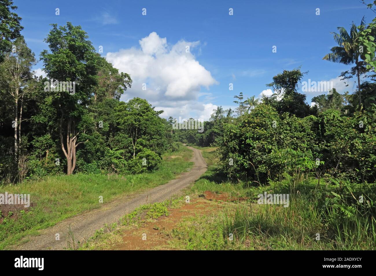 view along dirt road through rainforest Kiunga, Papua New Guinea July ...