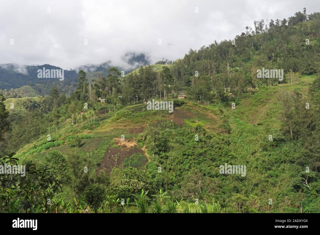 Rainforest agriculture hi-res stock photography and images - Alamy