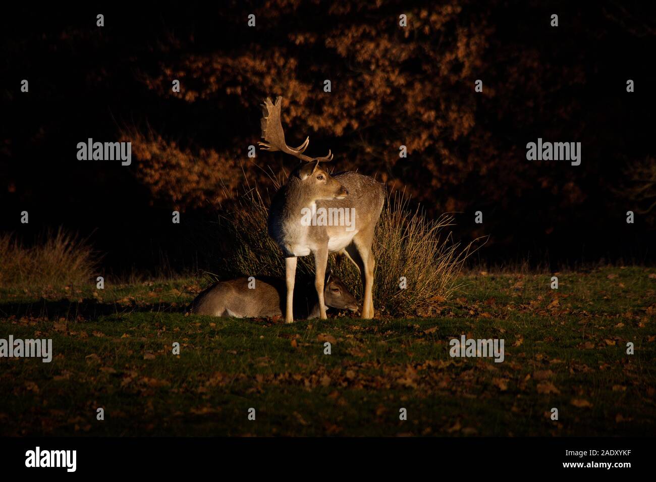 Stag guarding female Stock Photo - Alamy