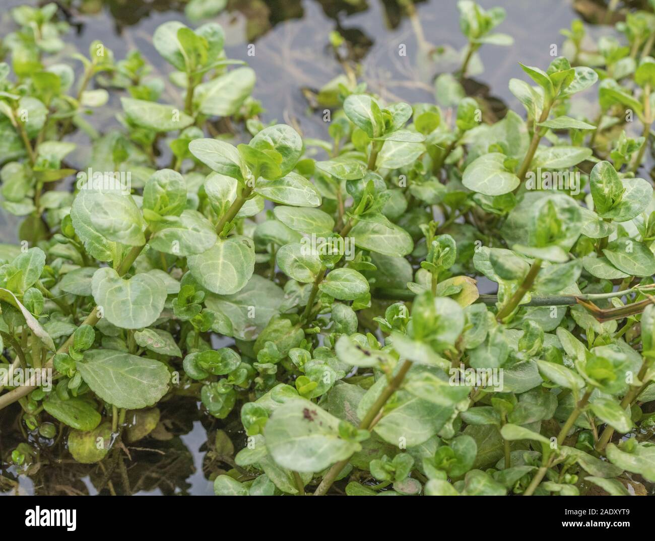 Brooklime / Veronica beccabunga leaves growing in flooded freshwater ...