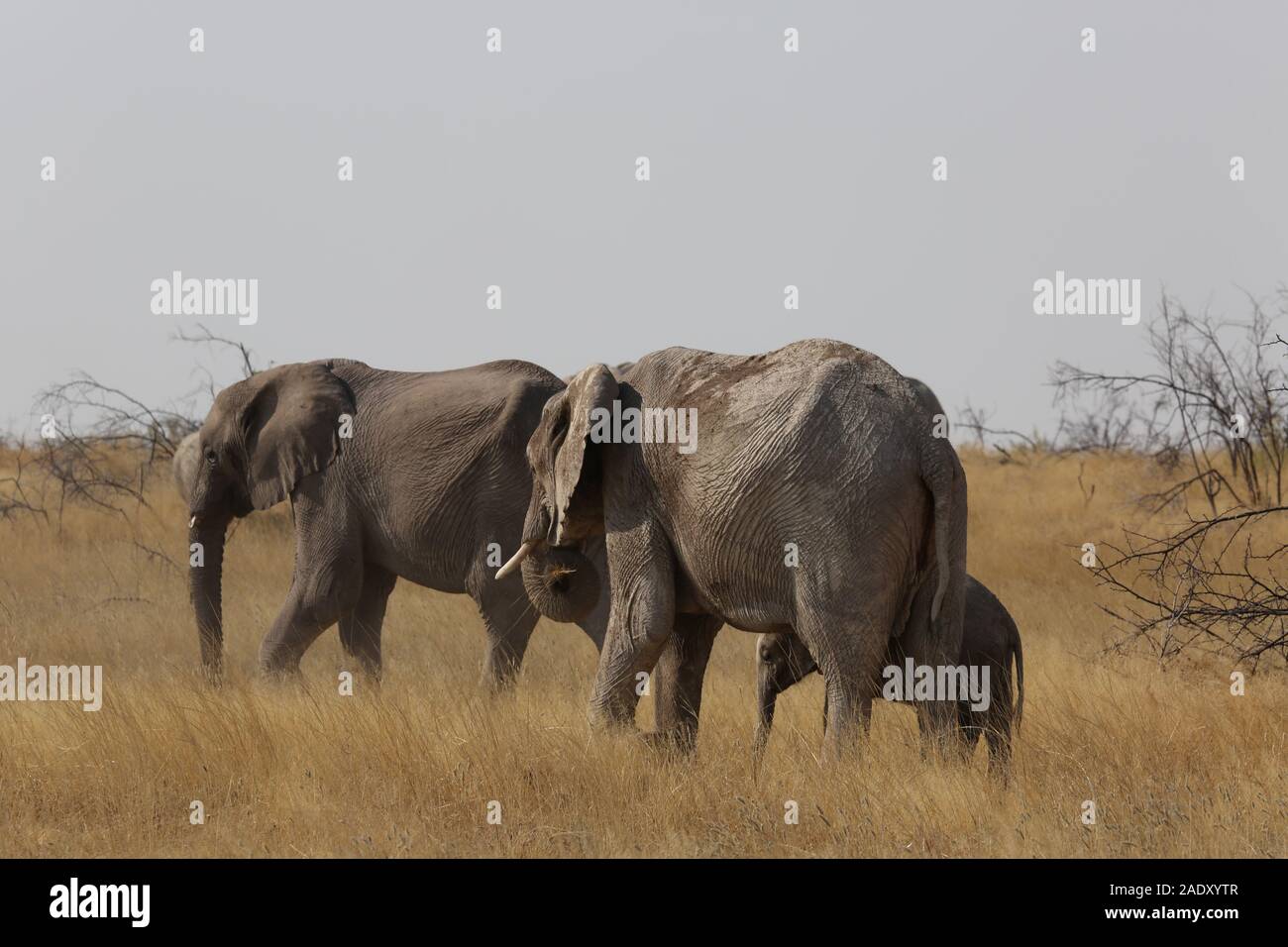 Group of moving elephants in the Etosha National Park Stock Photo - Alamy
