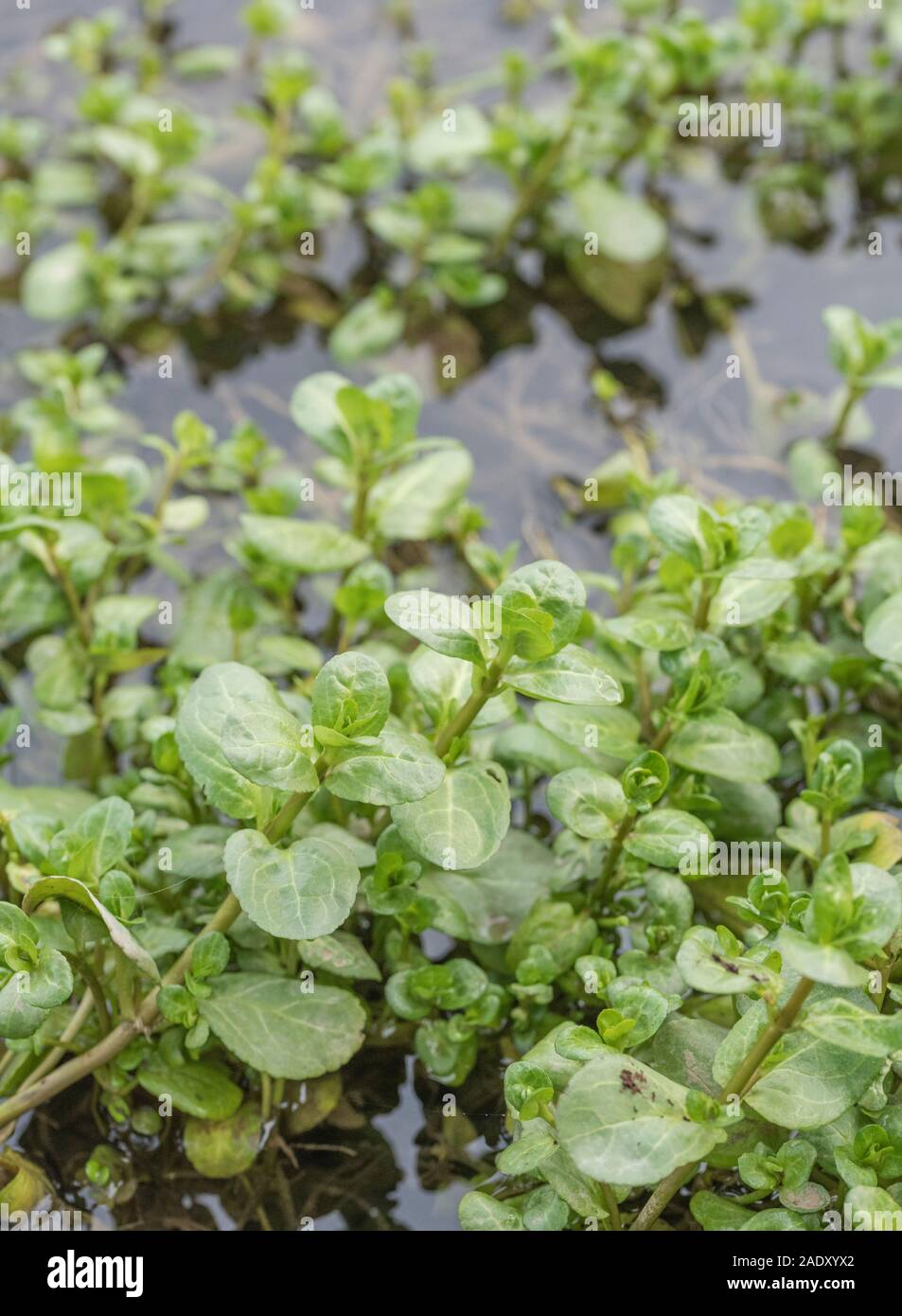 Brooklime / Veronica beccabunga leaves growing in flooded freshwater ...