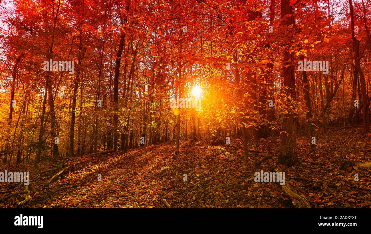 A scenic view of sunlight shining through fall foliage Stock Photo - Alamy