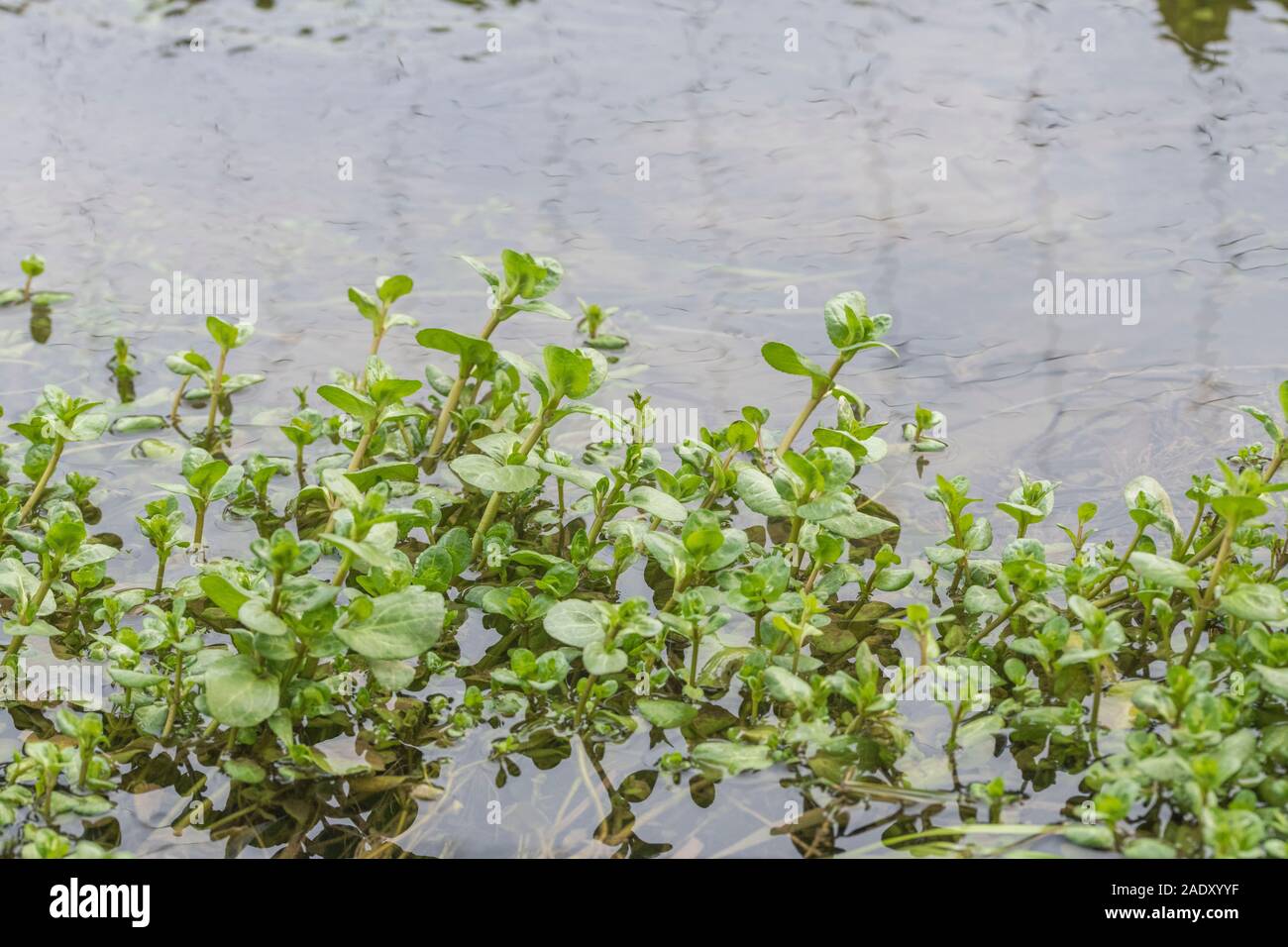 Brooklime / Veronica beccabunga leaves growing in flooded freshwater ...