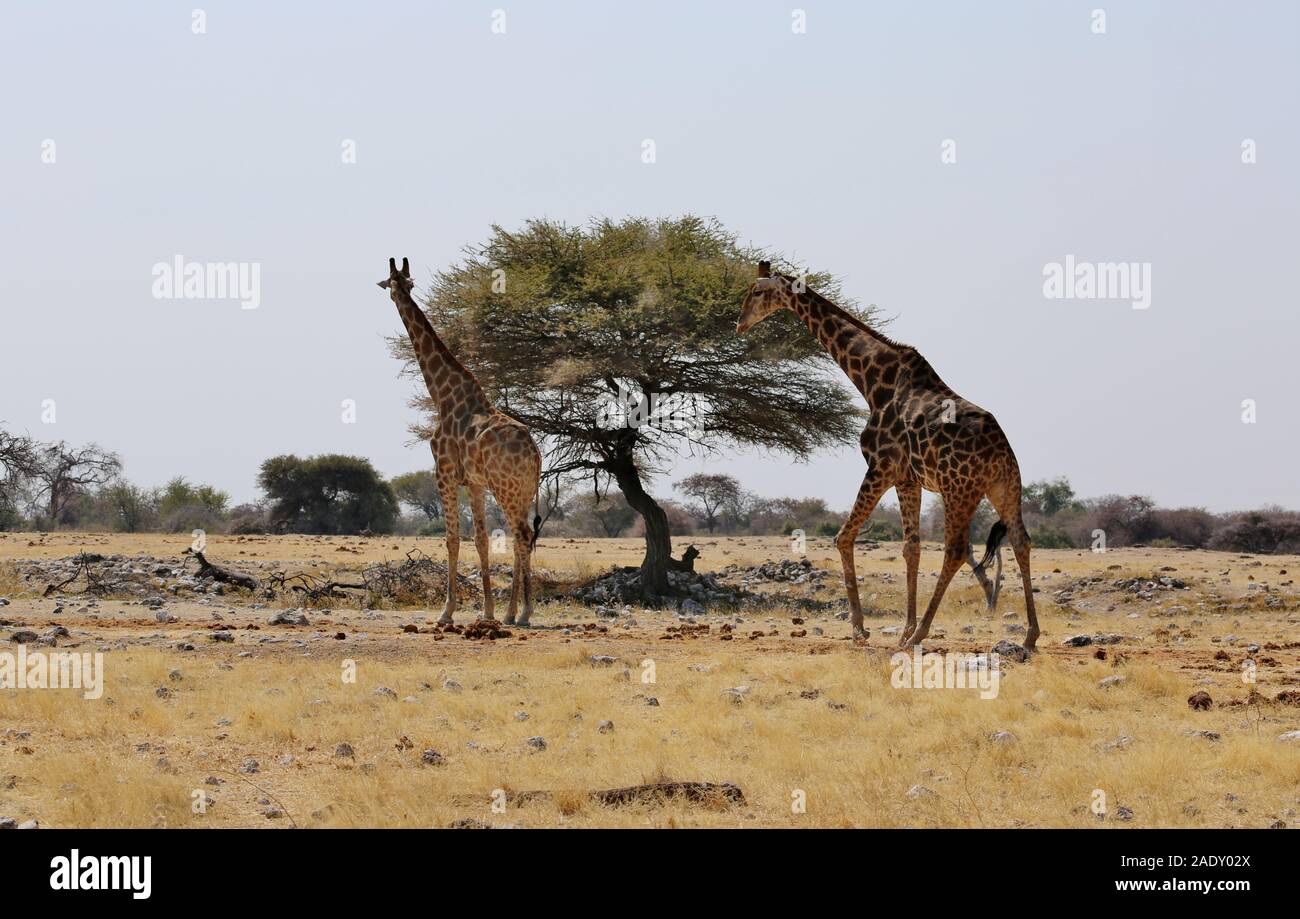 Giraffes look for their favorite food, the acacia leaves Stock Photo ...