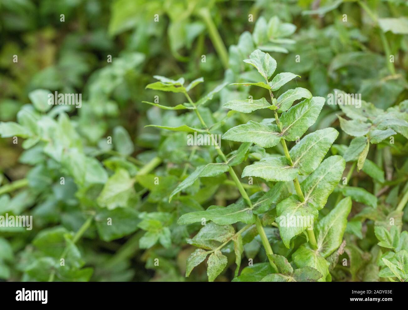 Foliage of what is thought to be Berula erecta / Lesser Water-Parsnip ...