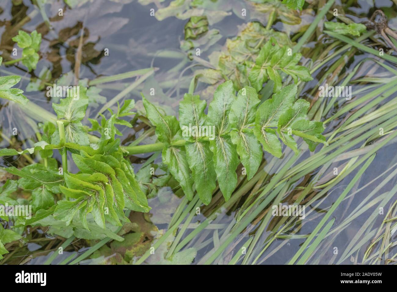 Ditch Weed Stock Photos & Ditch Weed Stock Images - Alamy