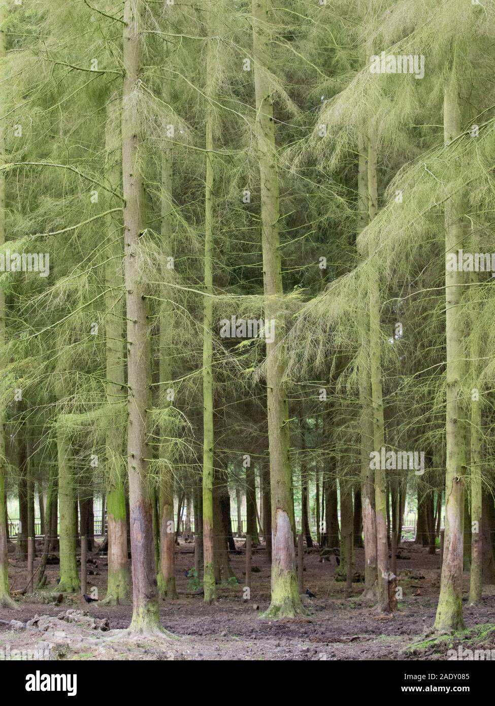 Closely spaced trees hi-res stock photography and images - Alamy