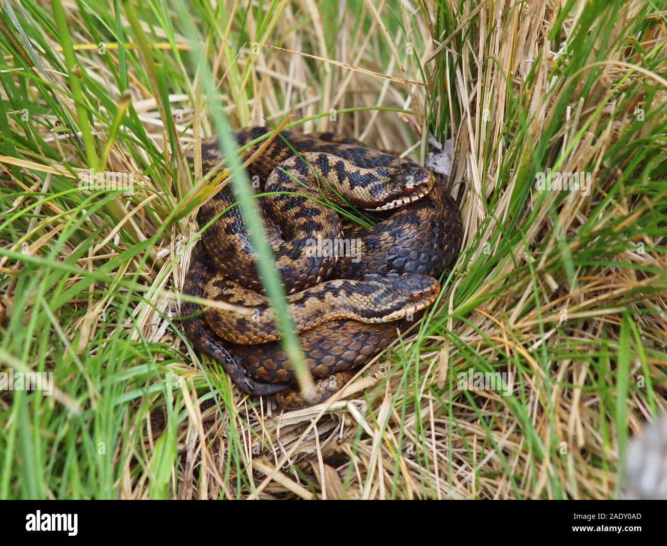 Uk adders hi-res stock photography and images - Alamy
