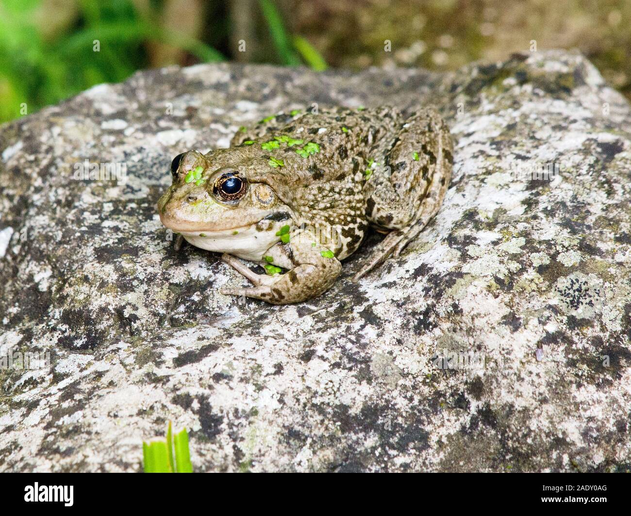 Frog rock hi-res stock photography and images - Alamy