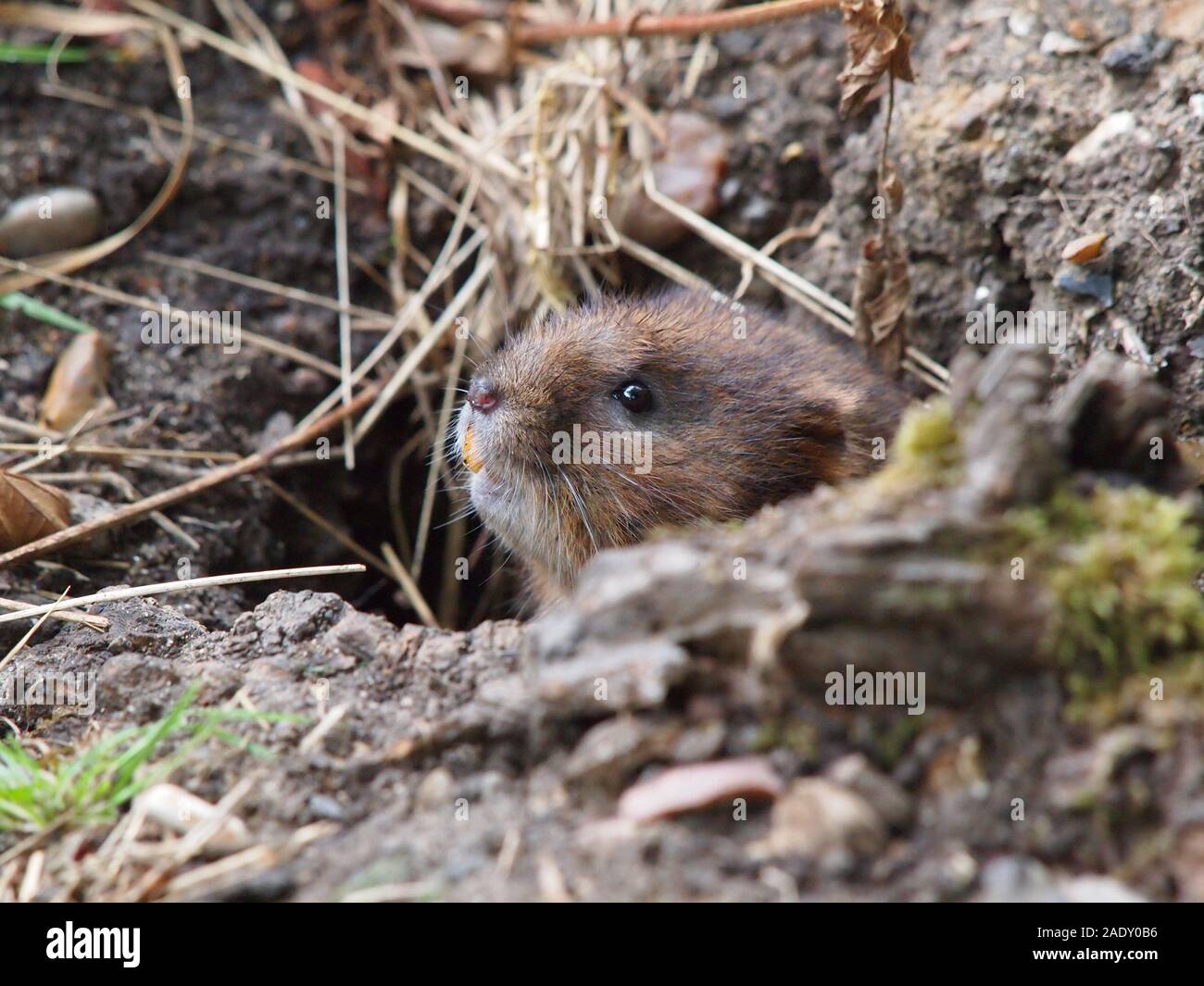 A water vole peers out from a burrow Stock Photo - Alamy