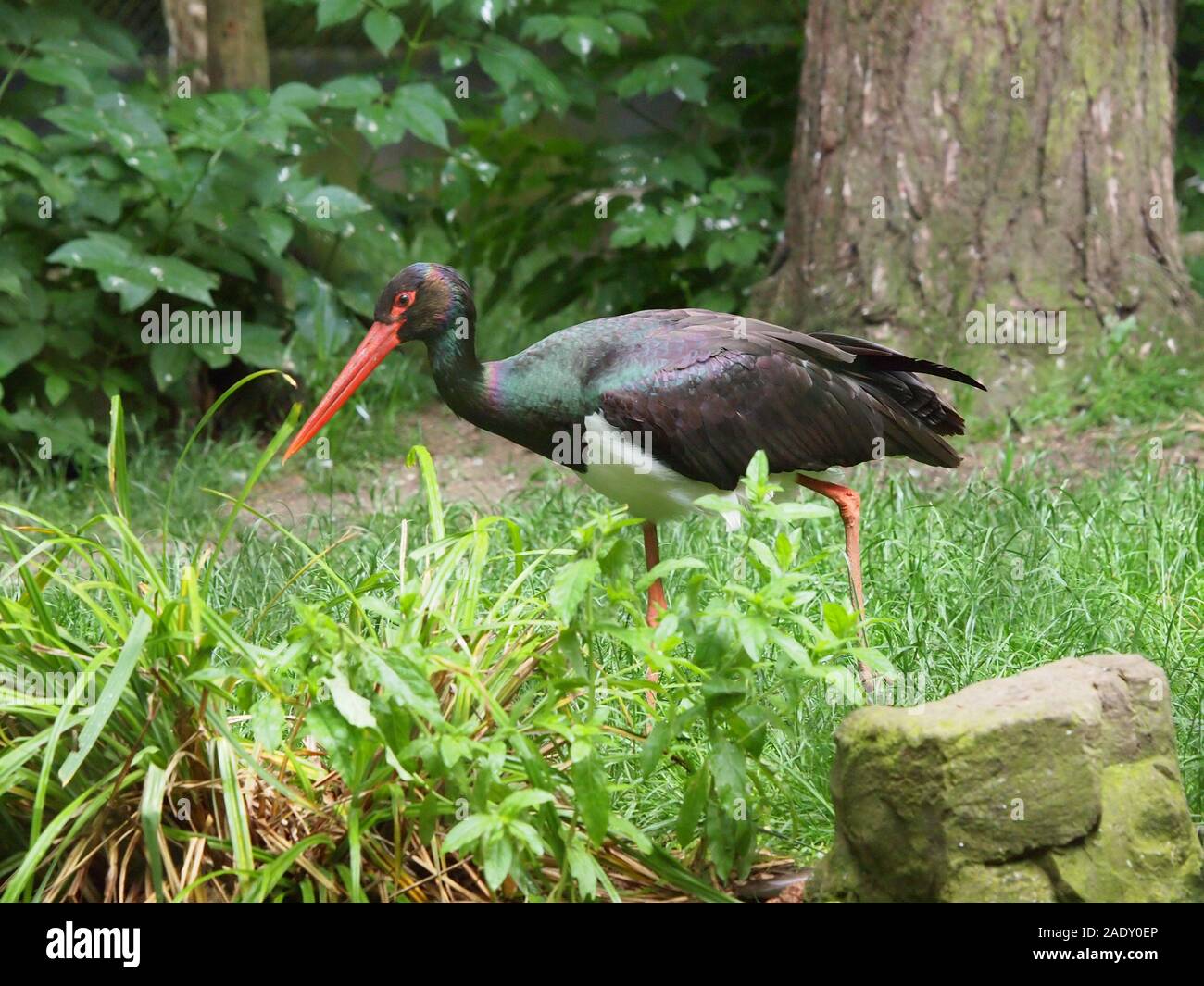 A black stork in captivity Stock Photo - Alamy