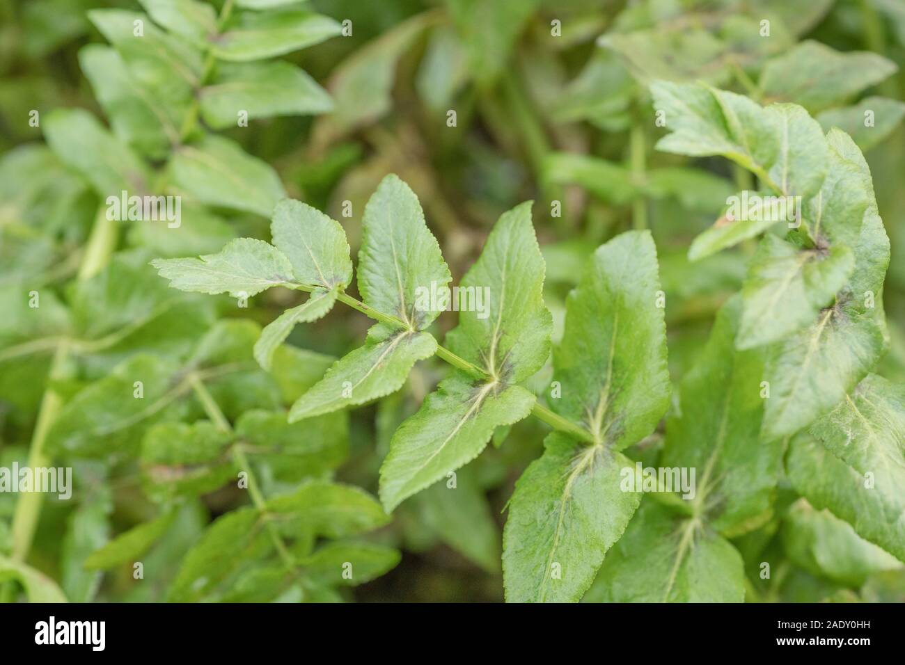 Foliage of what is thought to be Berula erecta / Lesser Water-Parsnip ...
