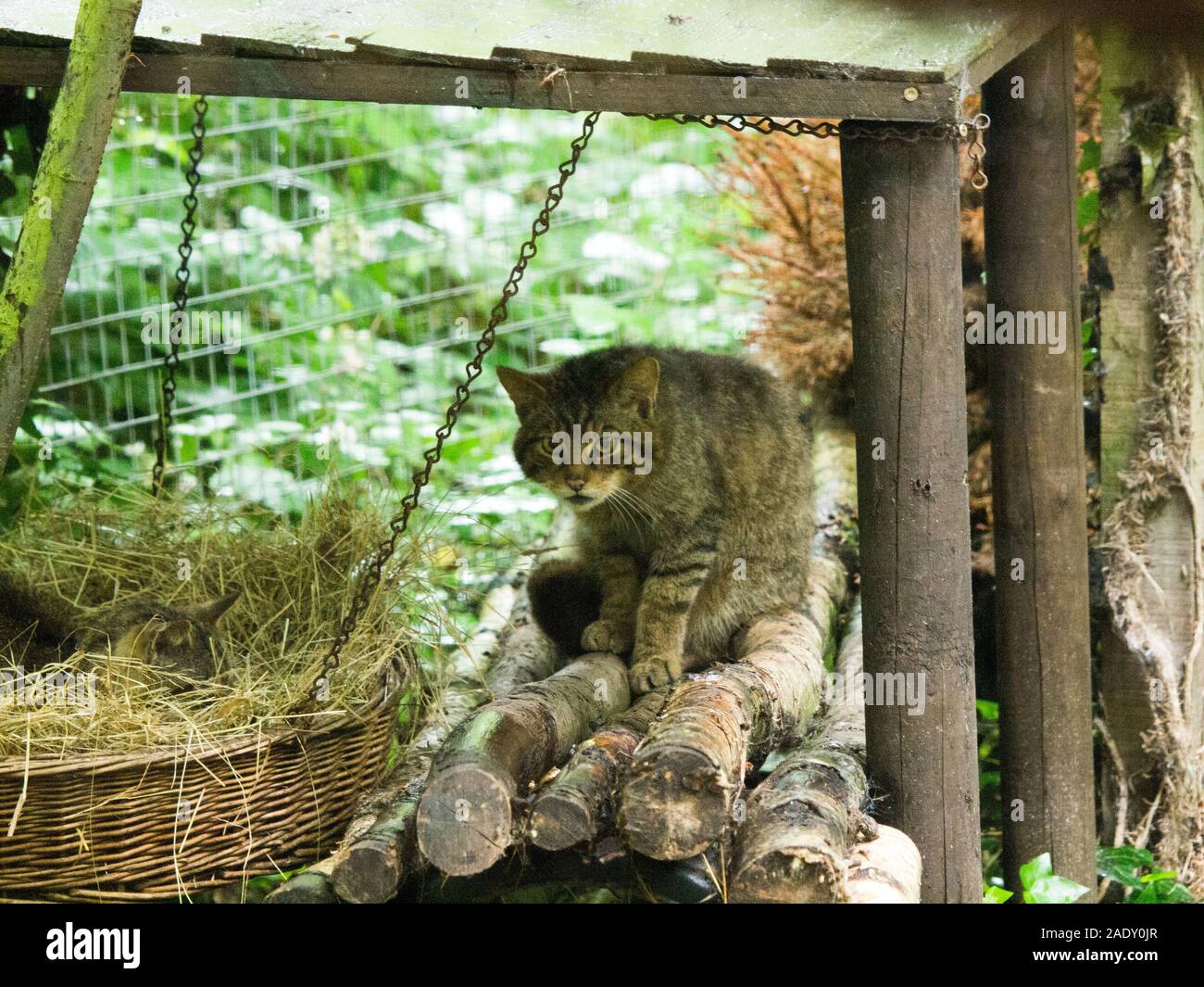 Scottish wildcat uk hi-res stock photography and images - Alamy
