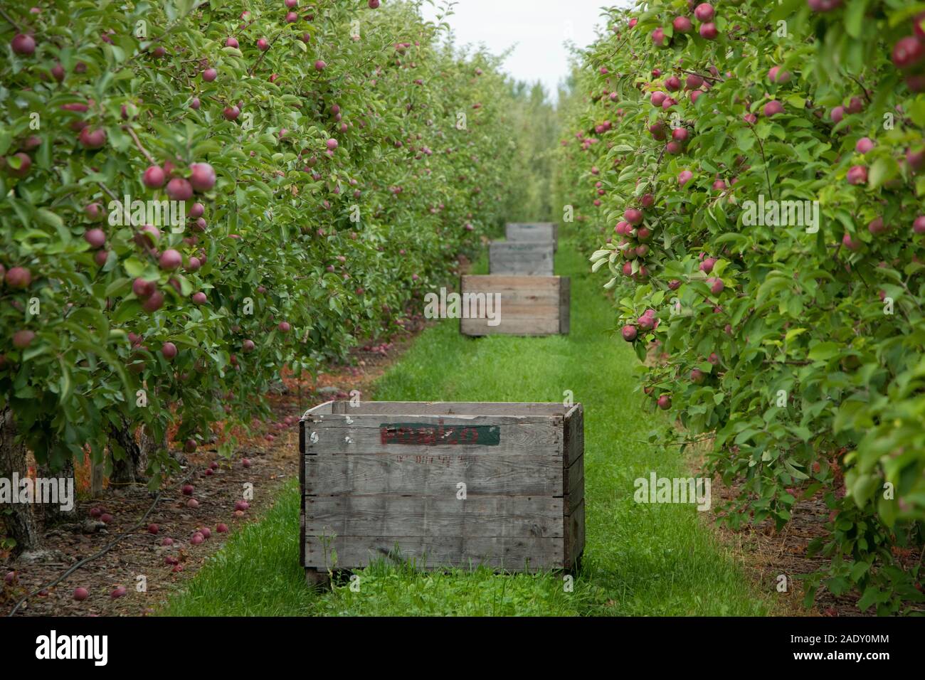 Big green apples hi-res stock photography and images - Alamy