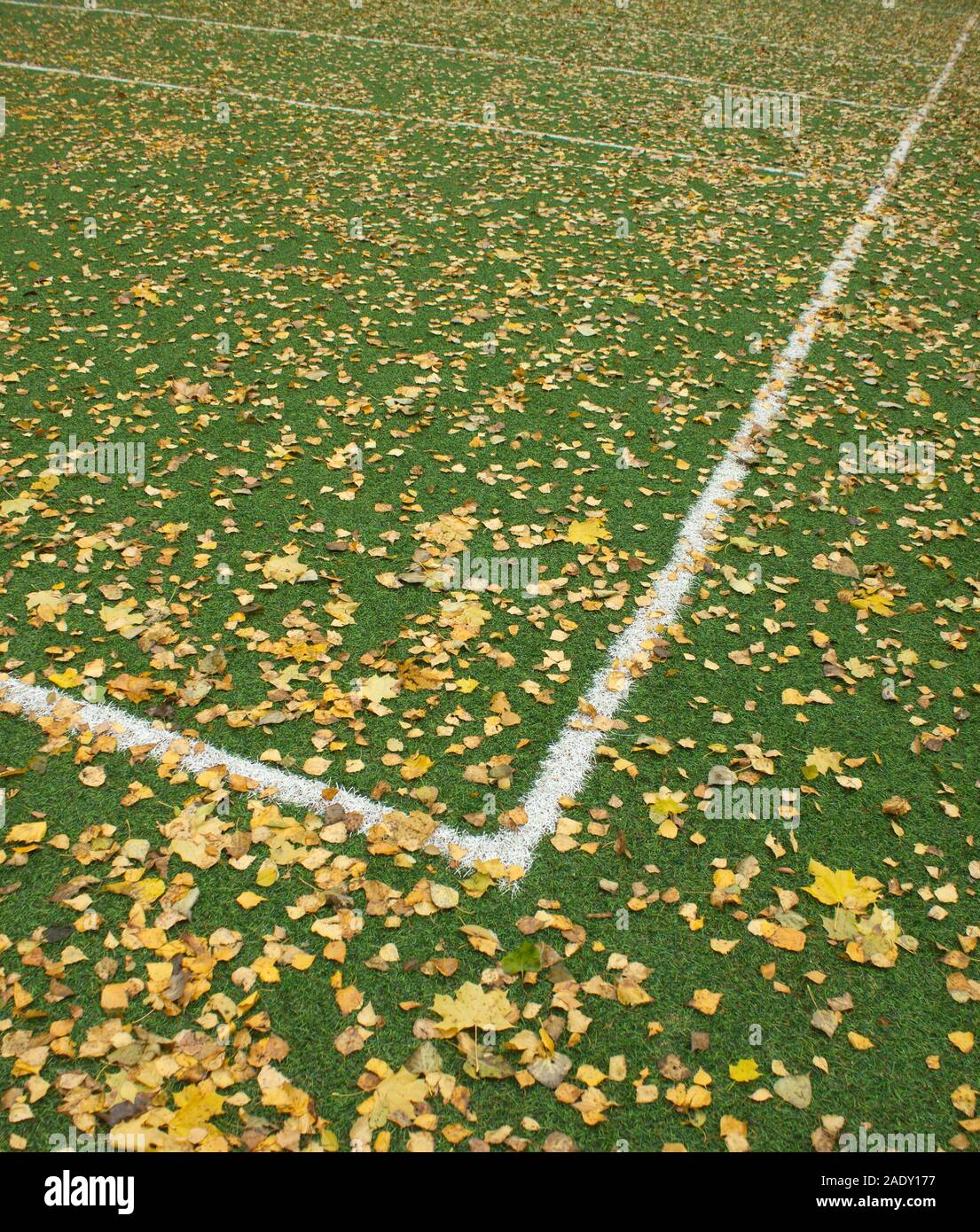 Playing field corner with many yellow leaves as a carpet in autumn ...